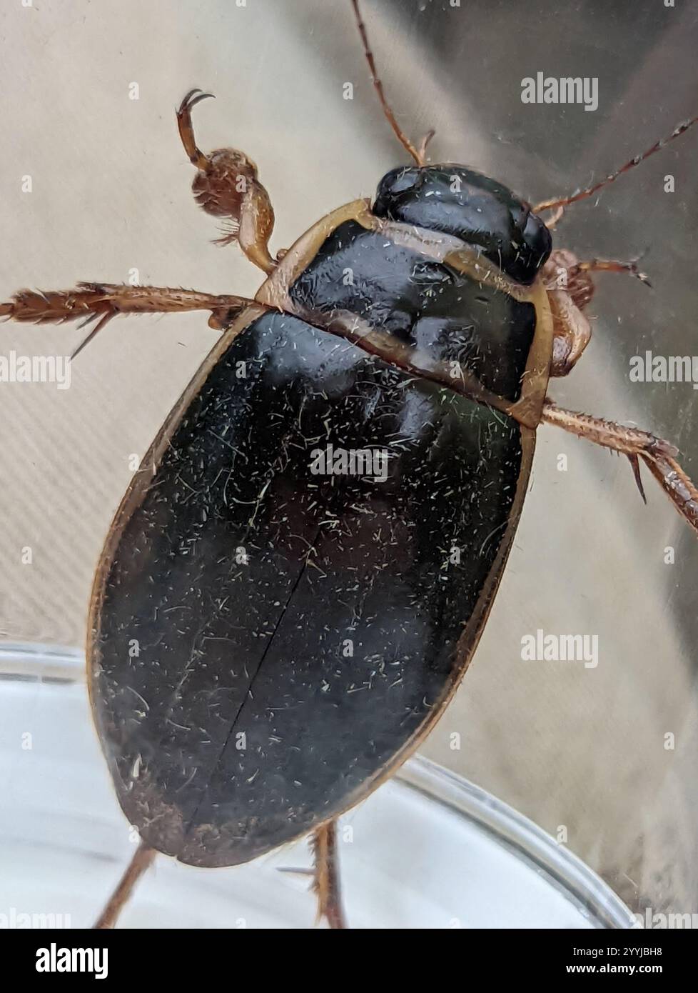 Great Diving Beetle (Dytiscus marginalis Stock Photo - Alamy