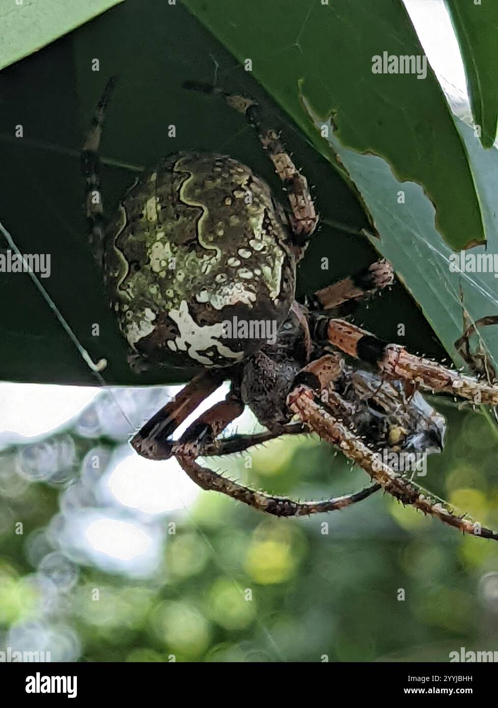 Giant Lichen Orbweaver (Araneus bicentenarius Stock Photo - Alamy