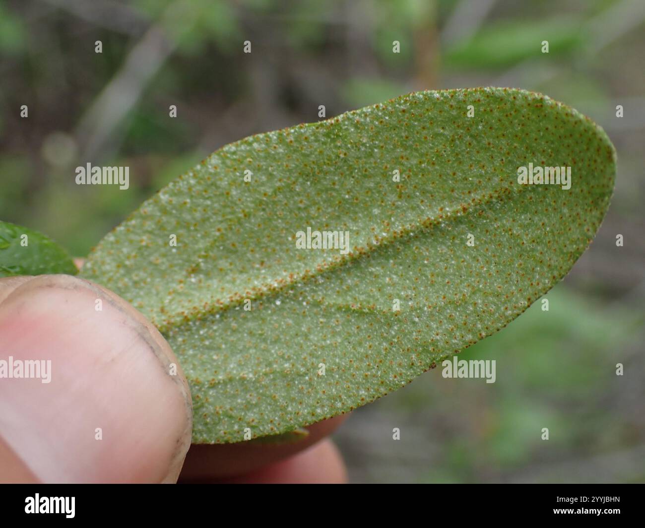Canadian buffalo-berry (Shepherdia canadensis Stock Photo - Alamy