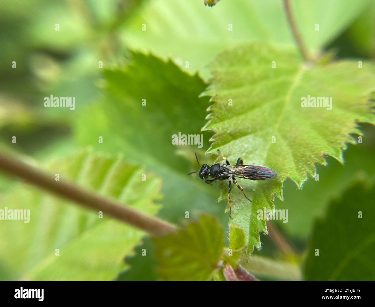 Square-headed Wasps, Sand Wasps, and Allies (Crabronidae Stock Photo ...