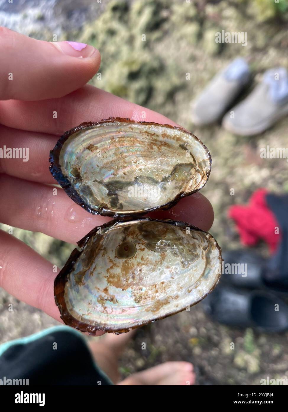 Eastern Pondhorn (Uniomerus carolinianus Stock Photo - Alamy