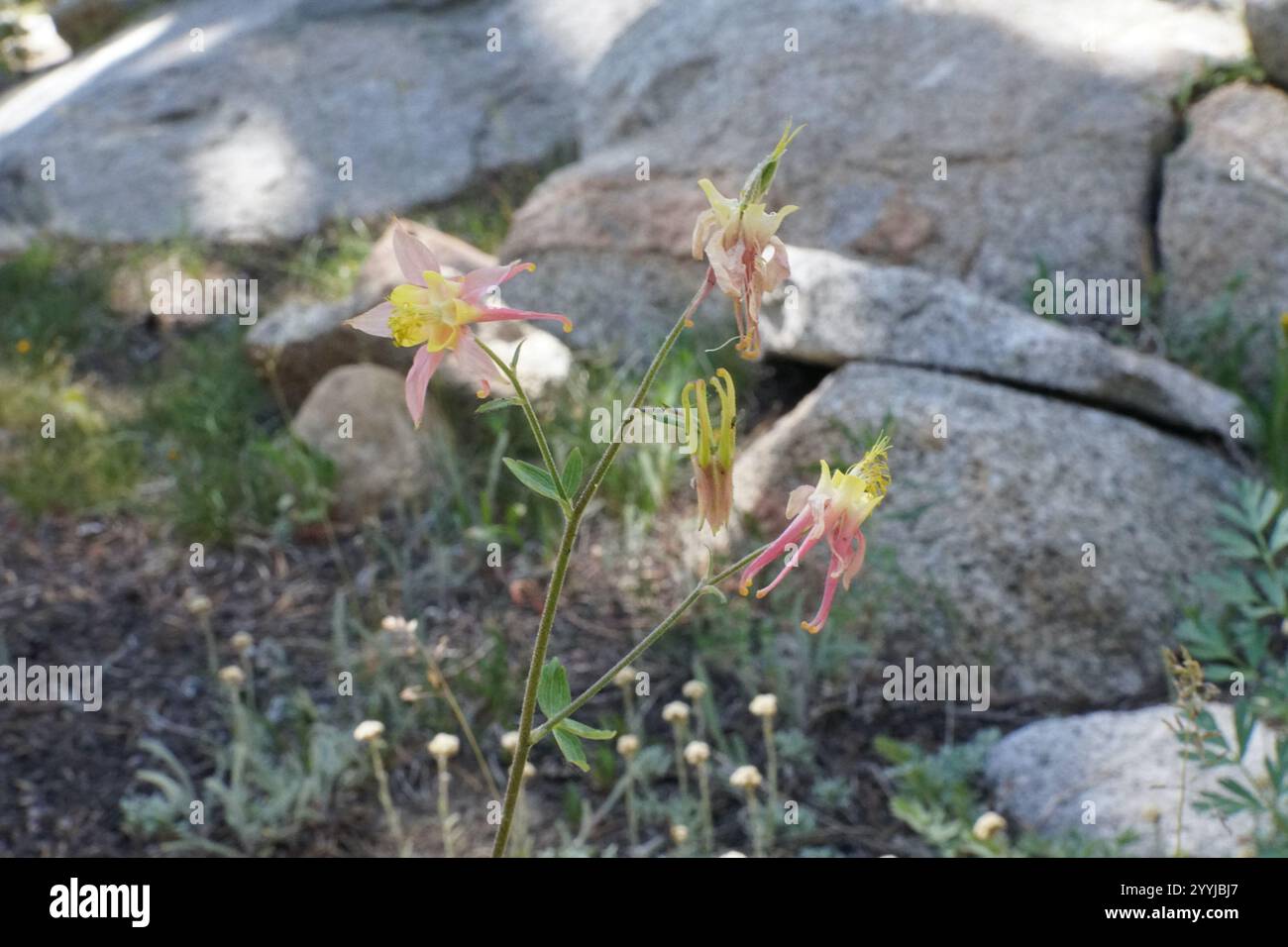 Sierra columbine hi-res stock photography and images - Alamy