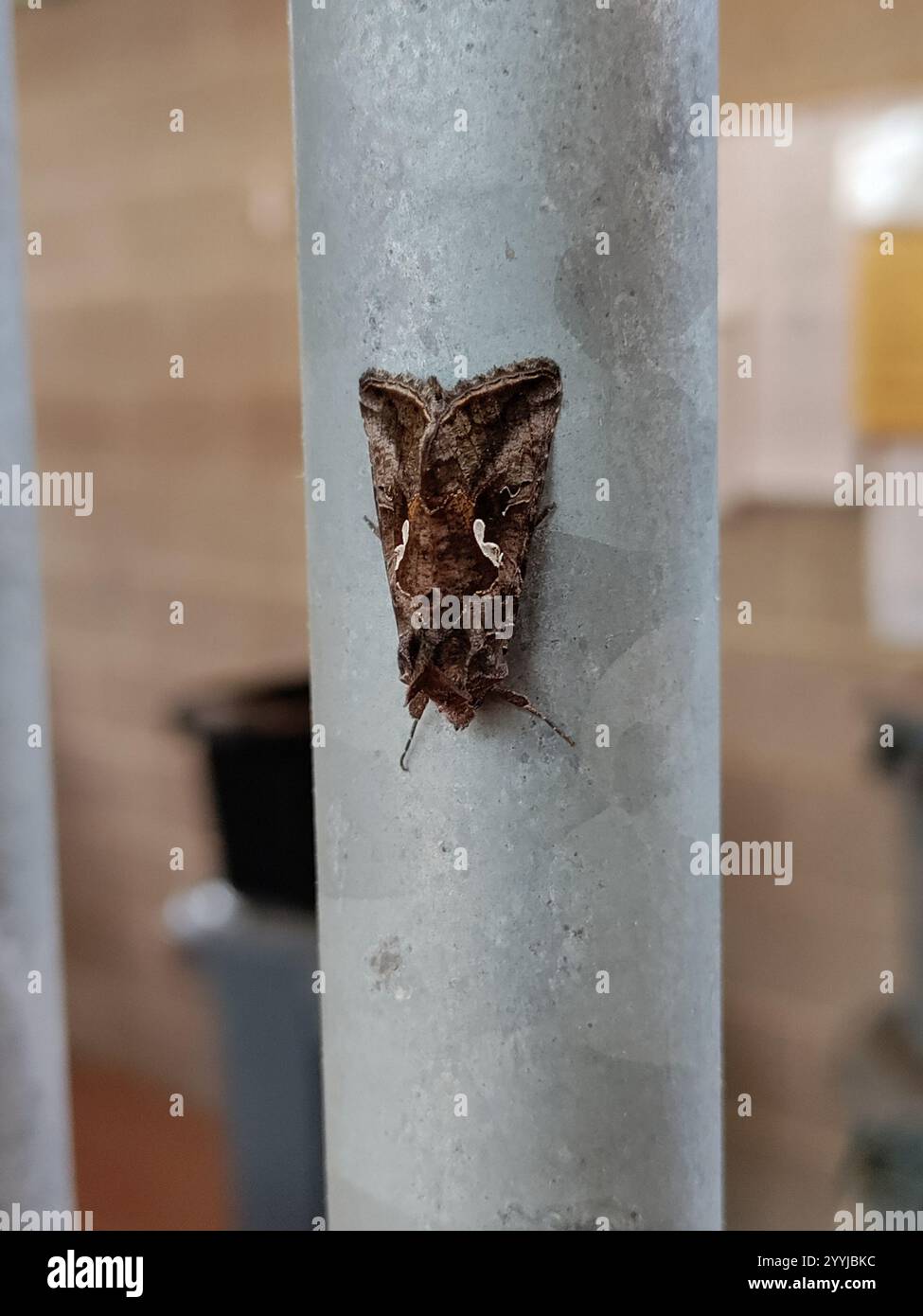 Common Looper Moth (Autographa precationis Stock Photo - Alamy
