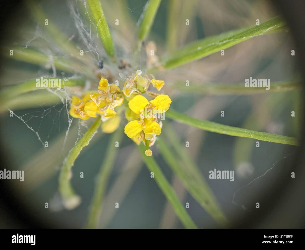 Tall Tumblemustard (Sisymbrium altissimum Stock Photo - Alamy
