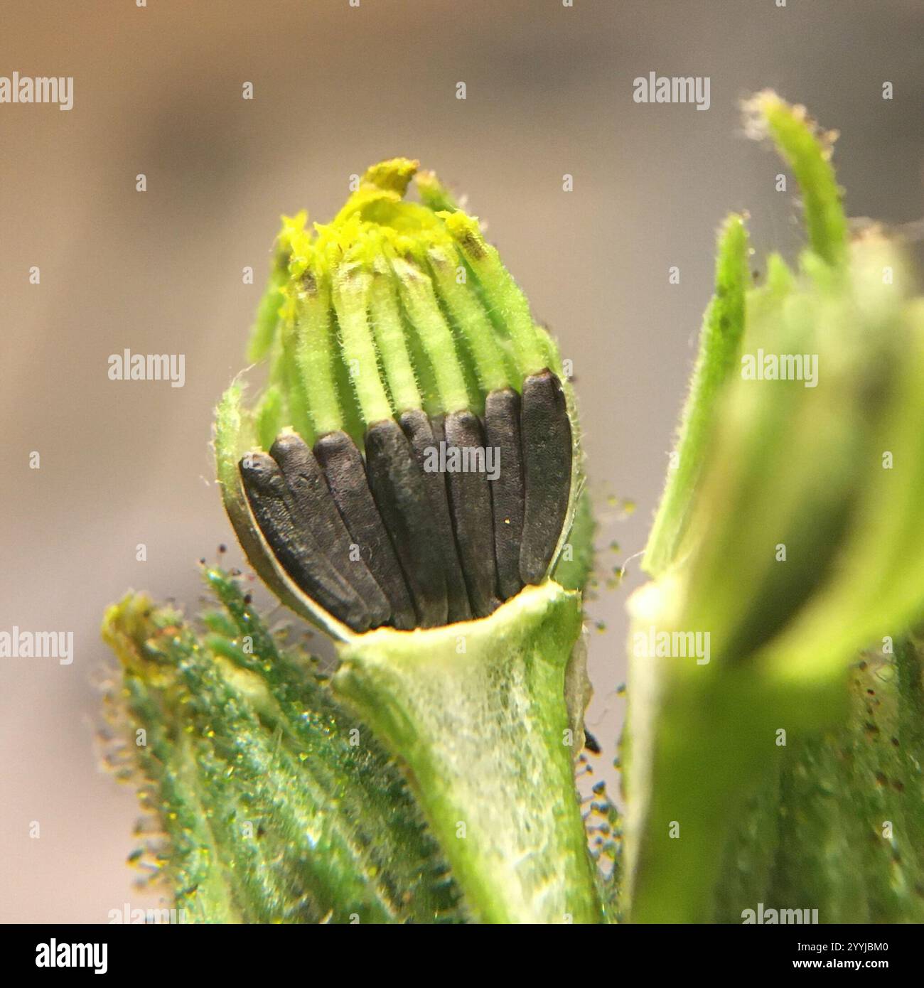 Madia sativa hi-res stock photography and images - Alamy