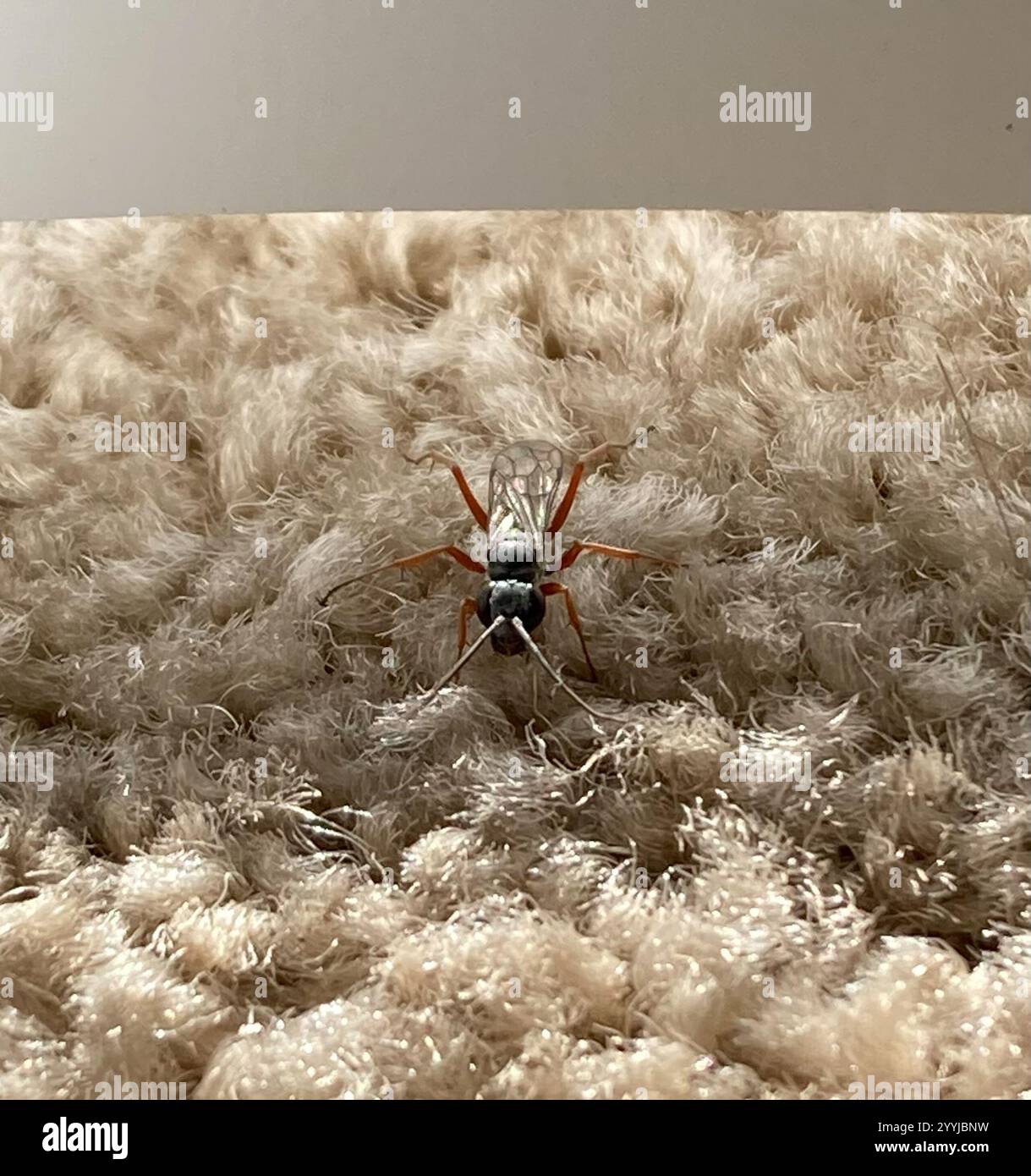 Red legged wasp hi-res stock photography and images - Alamy