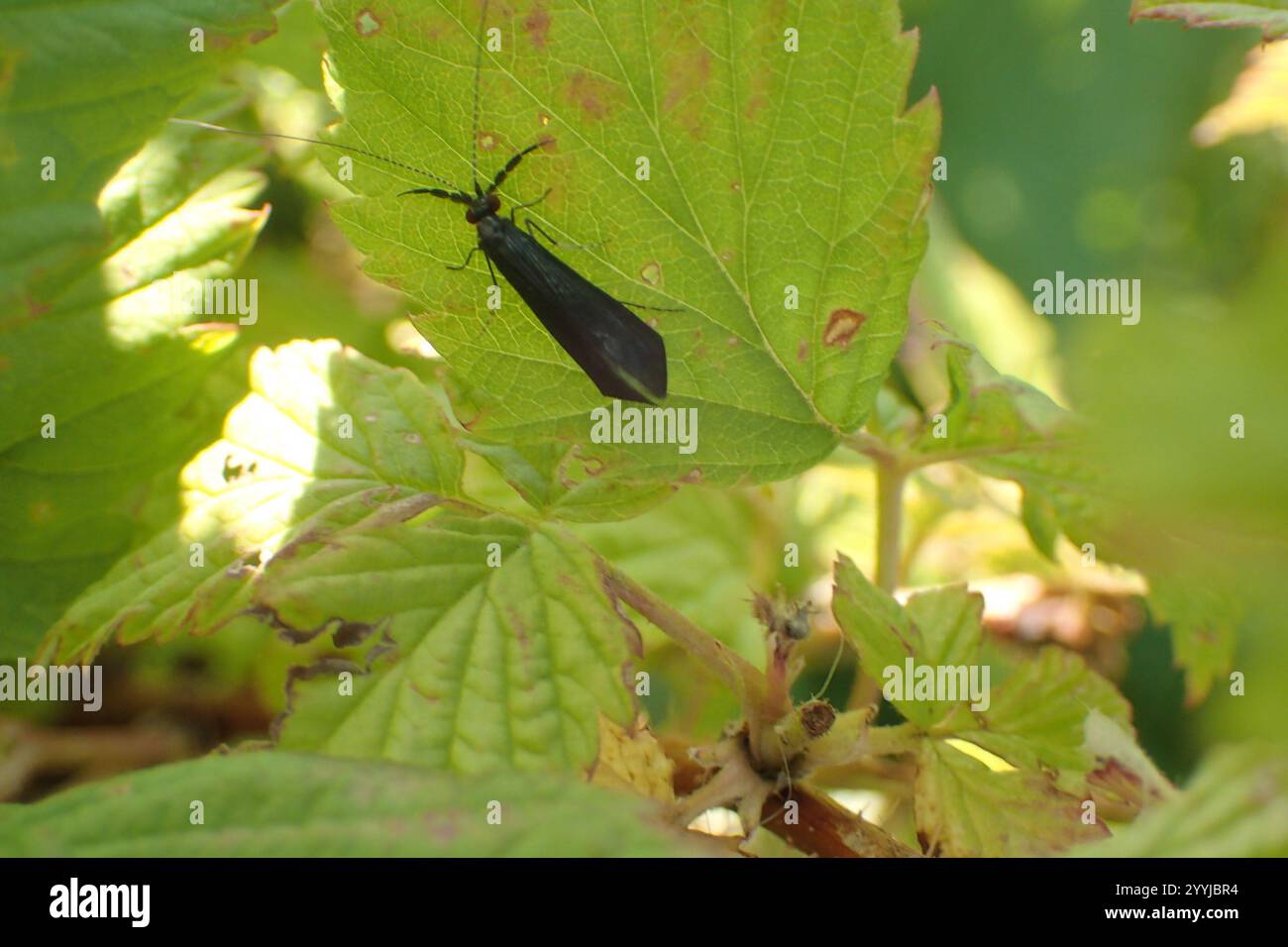 Black Dancer Caddisfly (Mystacides sepulchralis Stock Photo - Alamy