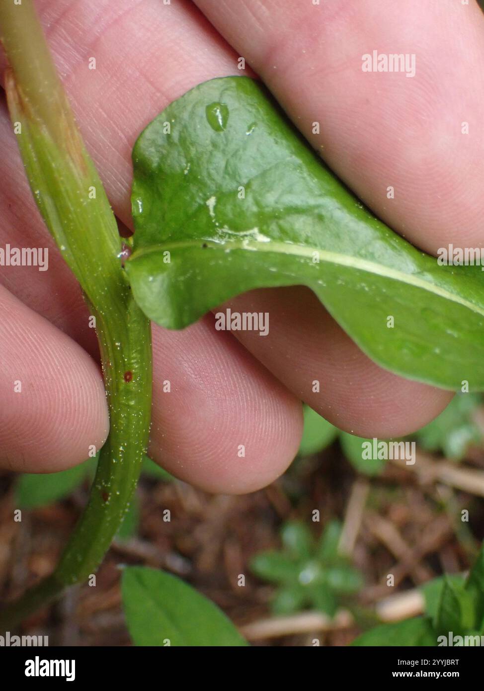 American bistort (Bistorta bistortoides Stock Photo - Alamy