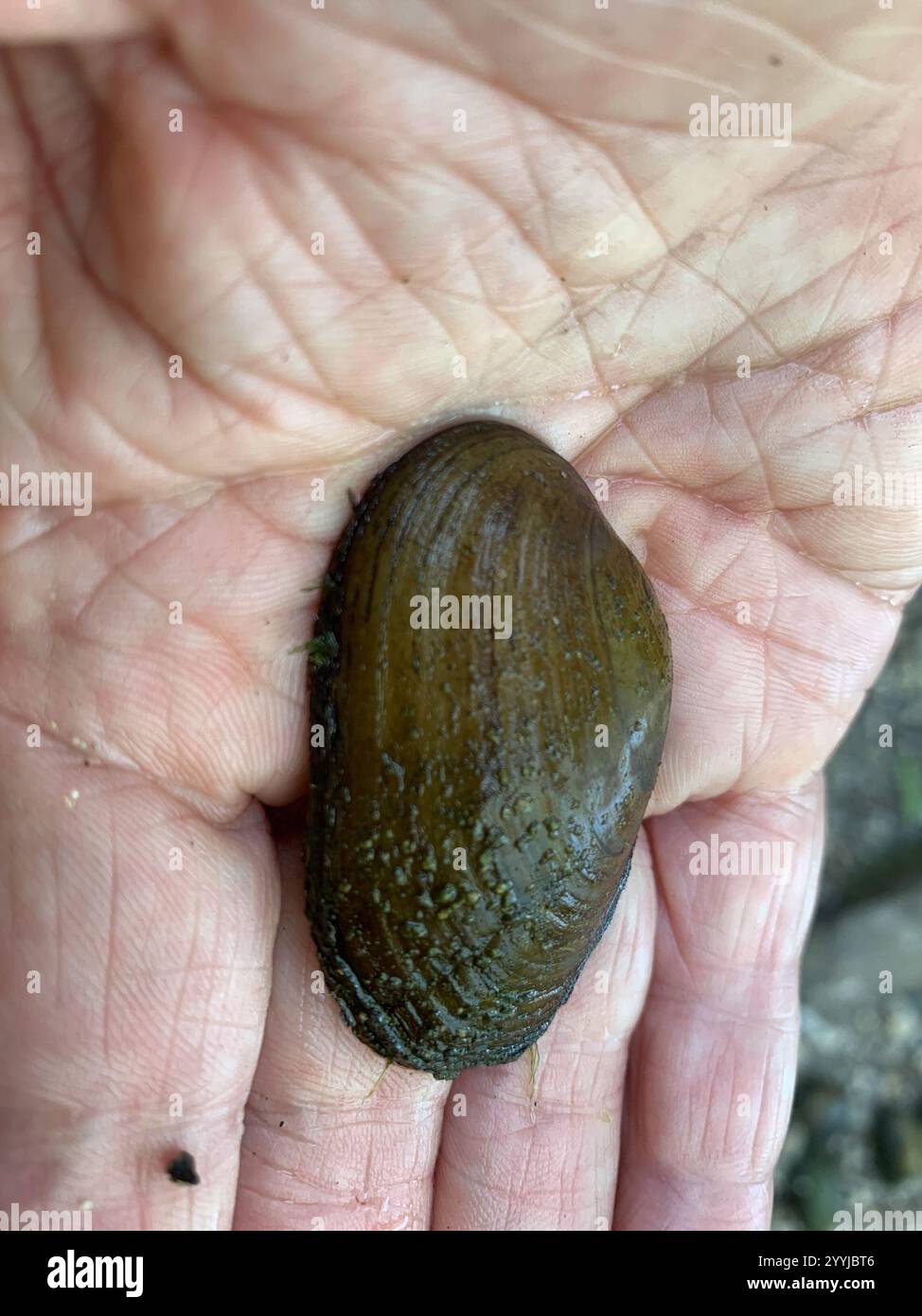 Ellipse (Venustaconcha ellipsiformis Stock Photo - Alamy