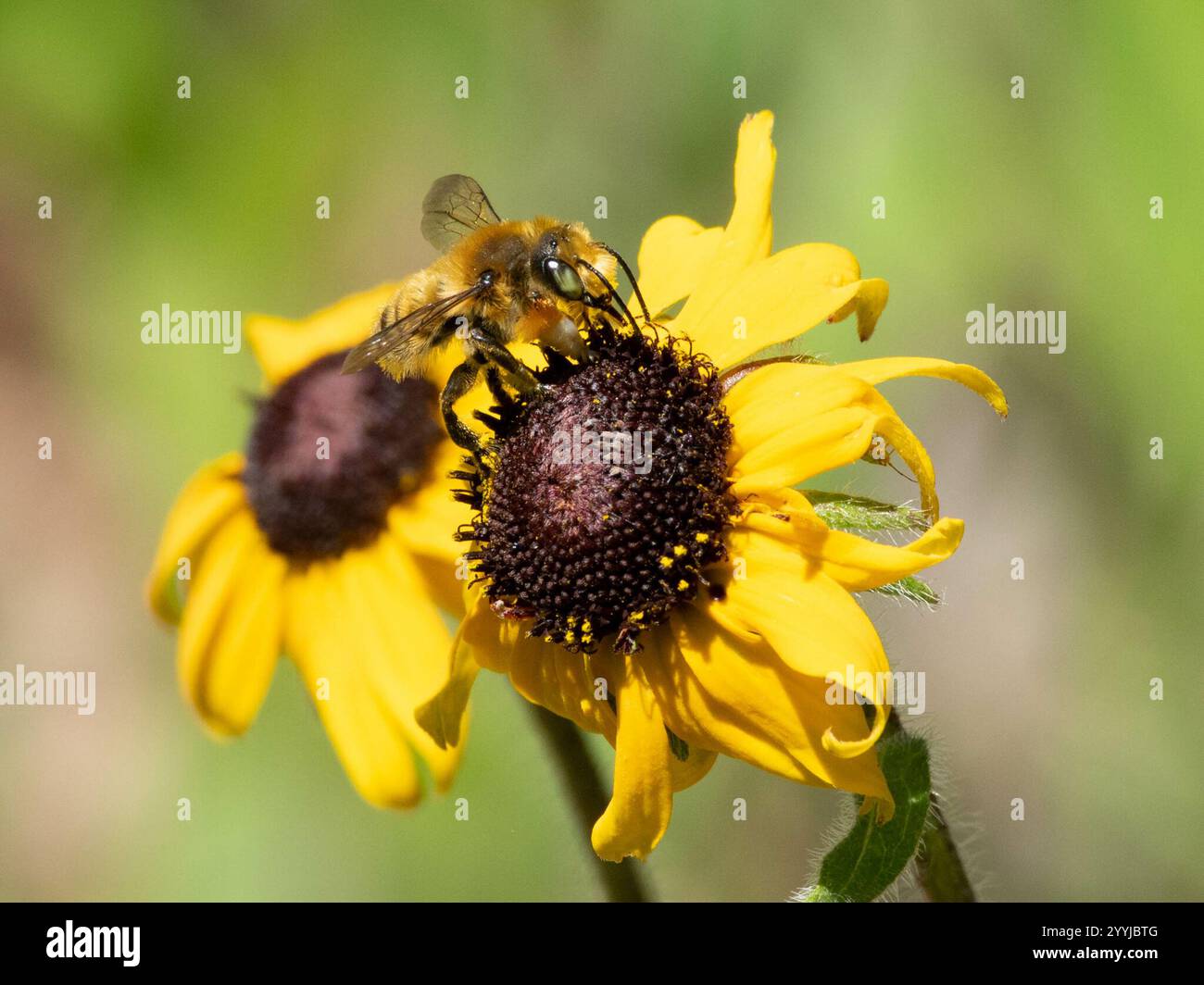 Western Leafcutter Bee (Megachile perihirta Stock Photo - Alamy