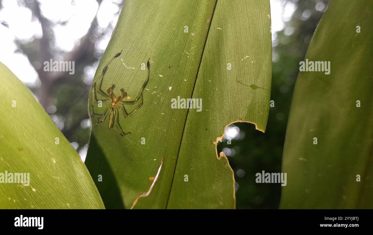 Translucent Green Jumping Spiders (Lyssomanes Stock Photo - Alamy