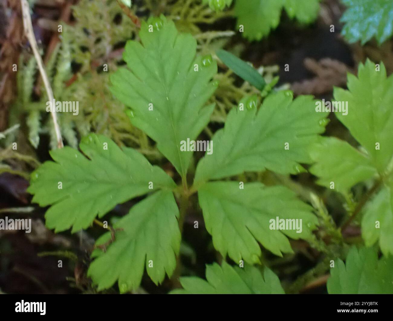 Five-leaf Dwarf Bramble (Rubus pedatus Stock Photo - Alamy