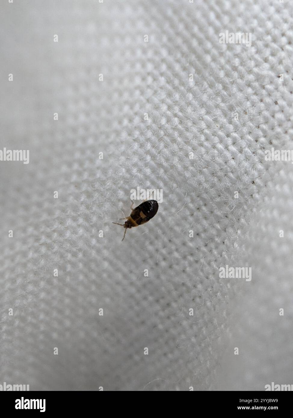 Minute pirate bugs (Anthocoridae Stock Photo - Alamy