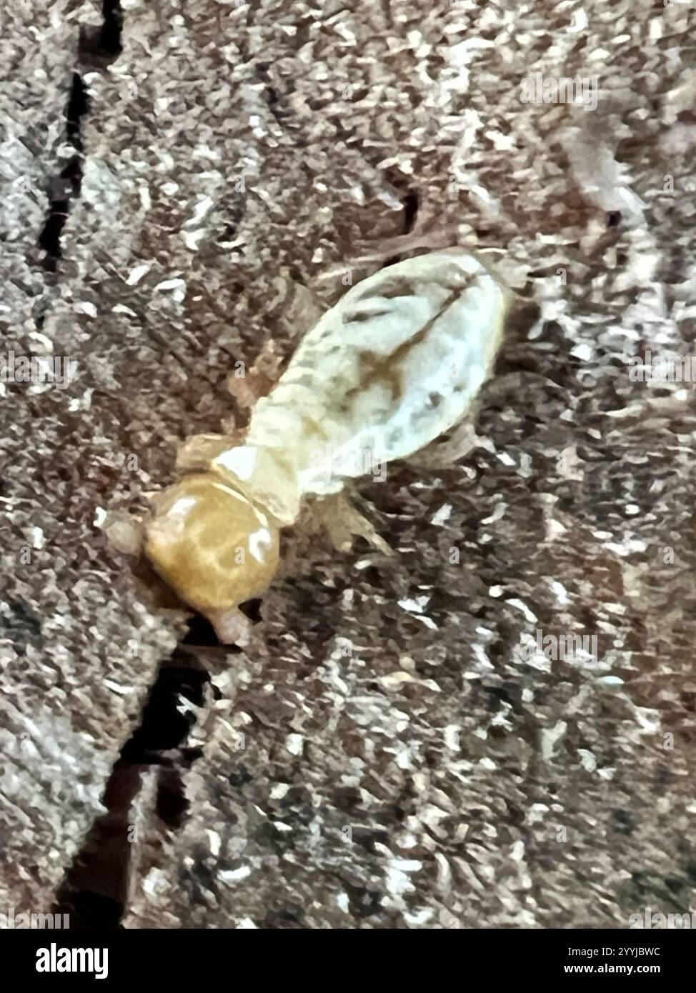 Zootermopsis hi-res stock photography and images - Alamy