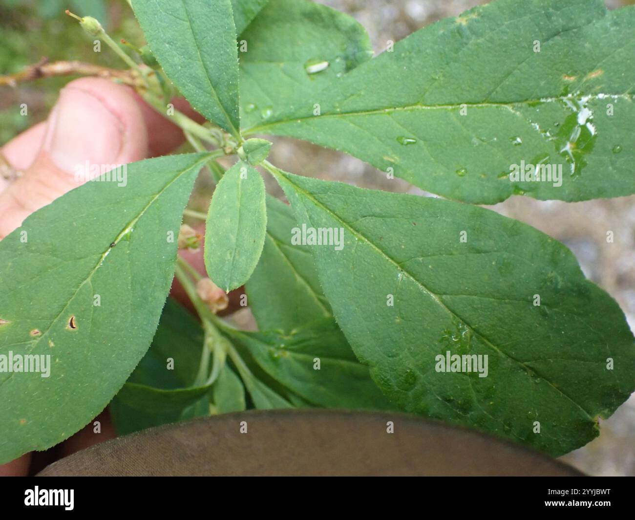 mock azalea (Rhododendron menziesii Stock Photo - Alamy
