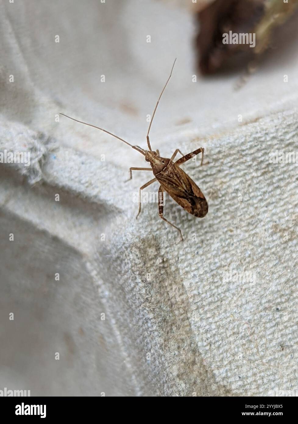 long-legged plant bug (Phytocoris varipes Stock Photo - Alamy
