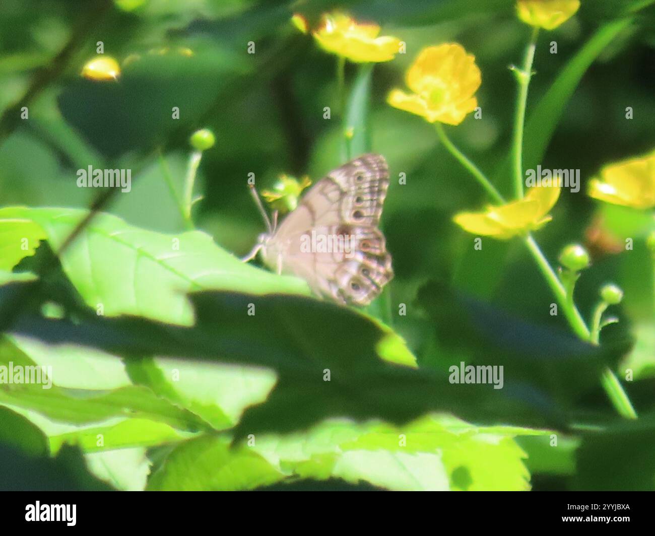 Lethe anthedon hi-res stock photography and images - Alamy