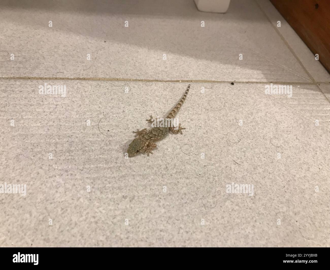 Wall Geckos (Tarentola Stock Photo - Alamy