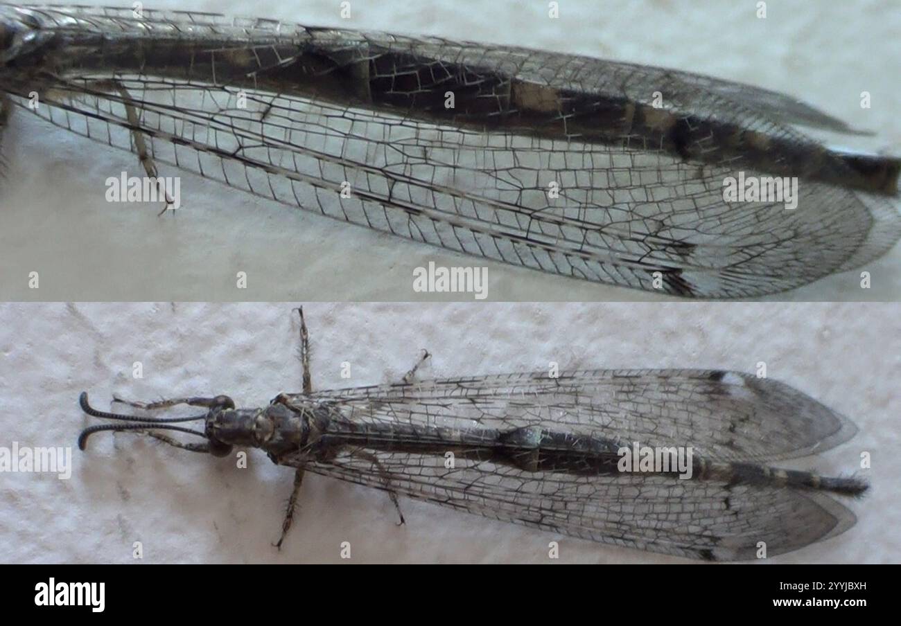 Four-spotted antlion (Distoleon tetragrammicus Stock Photo - Alamy