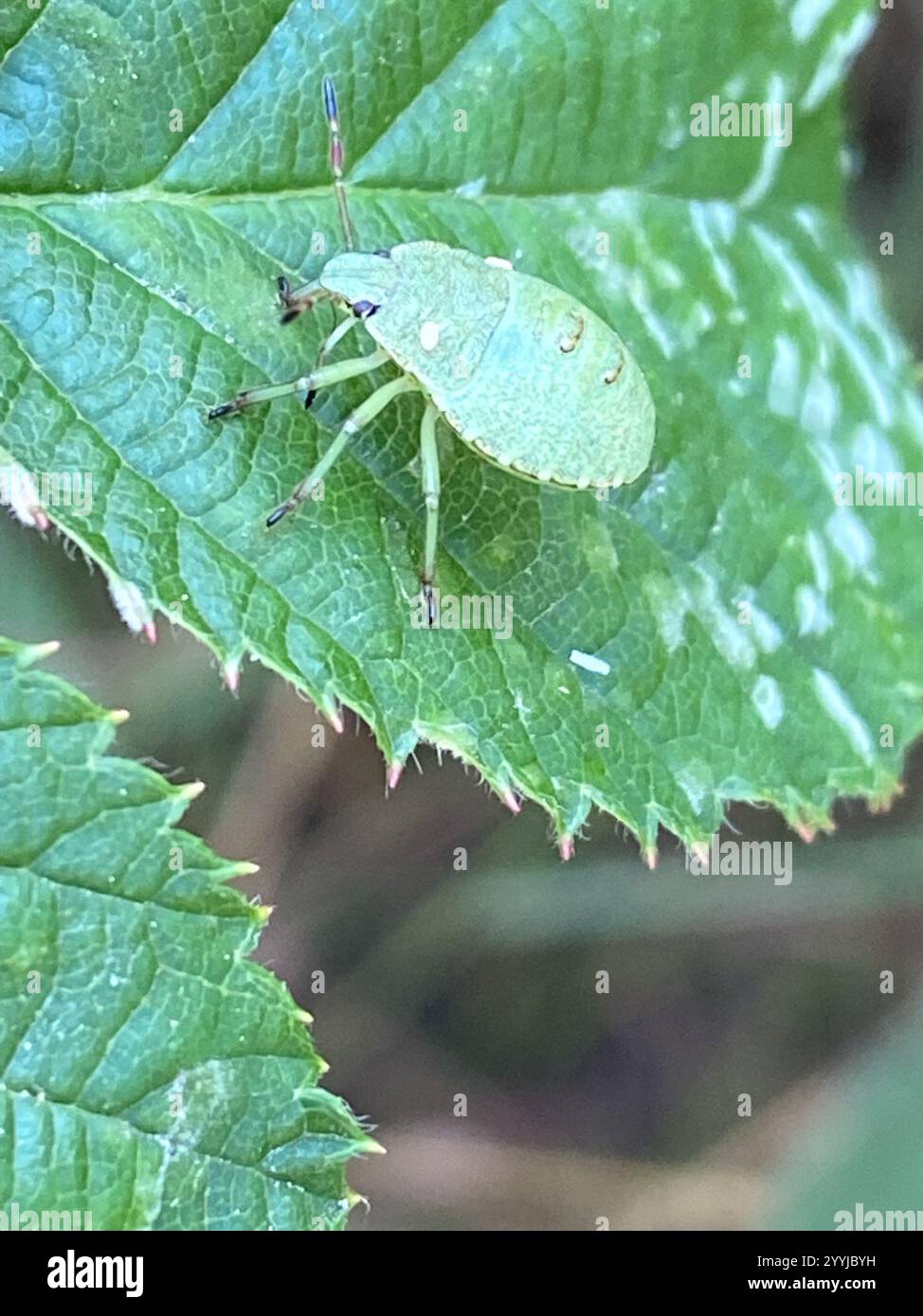 Green Shield Bug (Palomena prasina Stock Photo - Alamy