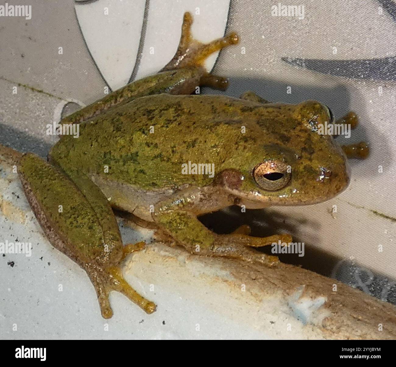 Squirrel Treefrog (Hyla squirella Stock Photo - Alamy