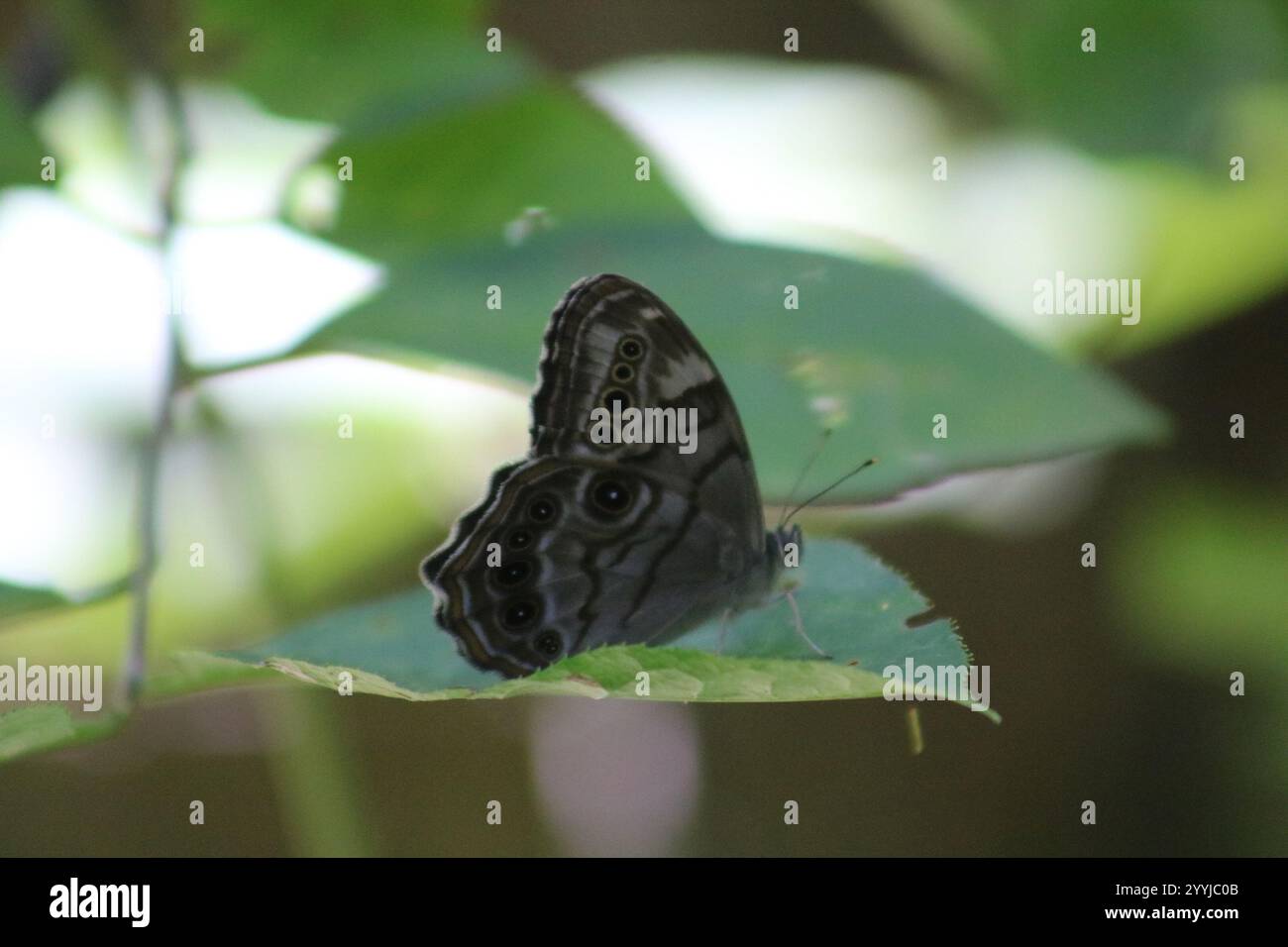 Northern Pearly-eye (Lethe anthedon Stock Photo - Alamy
