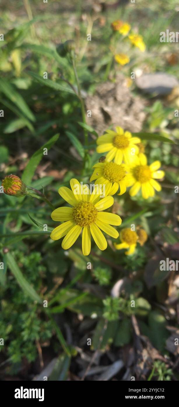 Madagascar Ragwort (Senecio madagascariensis Stock Photo - Alamy