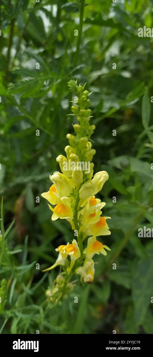 common toadflax (Linaria vulgaris Stock Photo - Alamy
