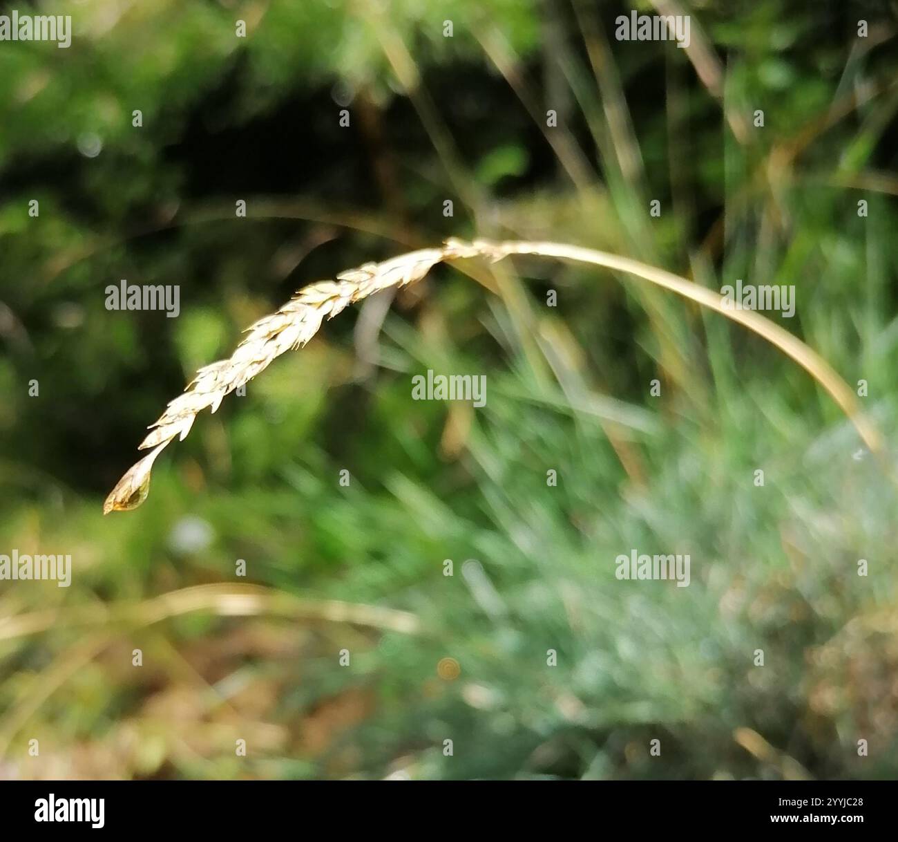Festuca valesiaca hi-res stock photography and images - Alamy