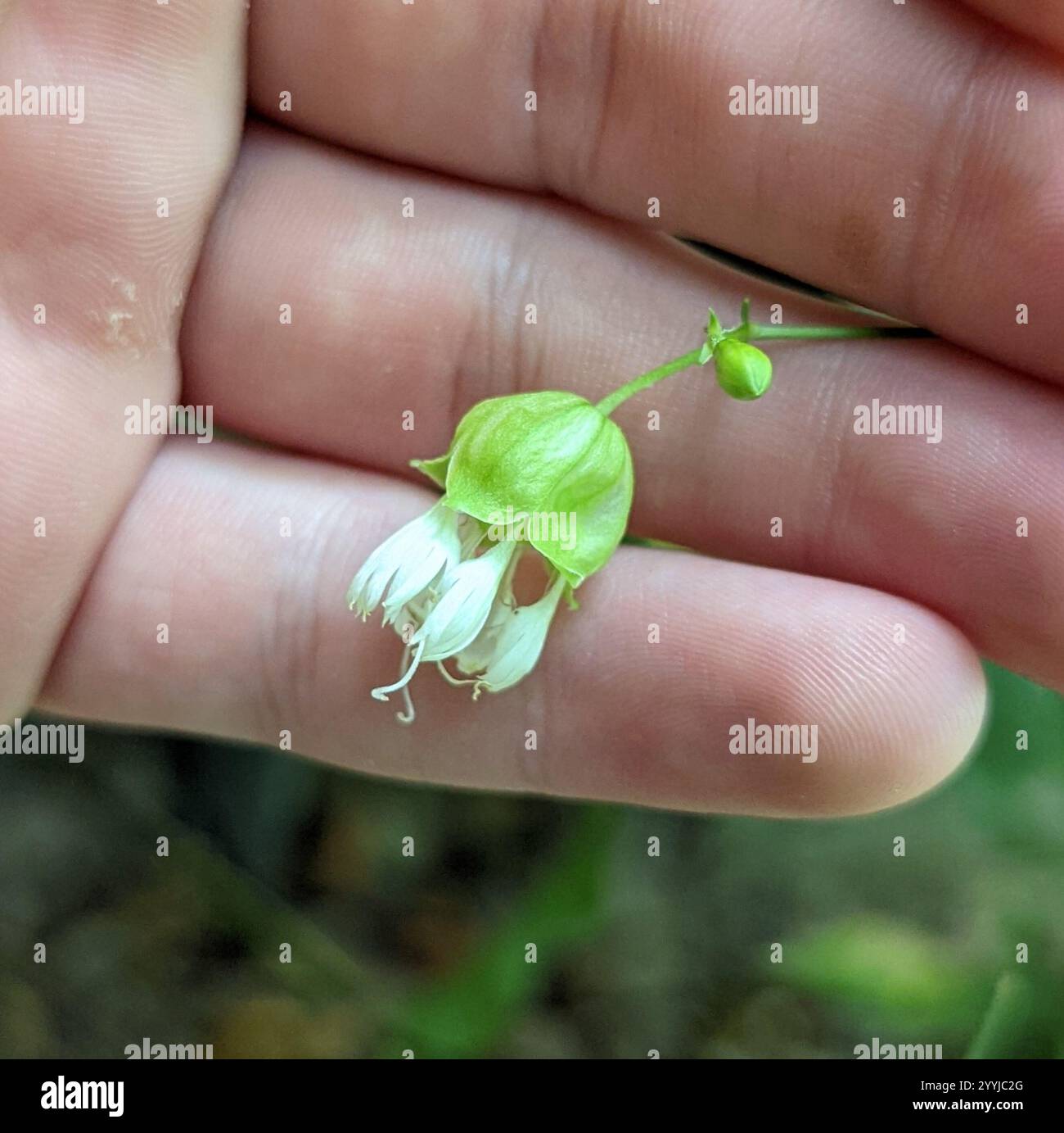 starry campion (Silene stellata Stock Photo - Alamy