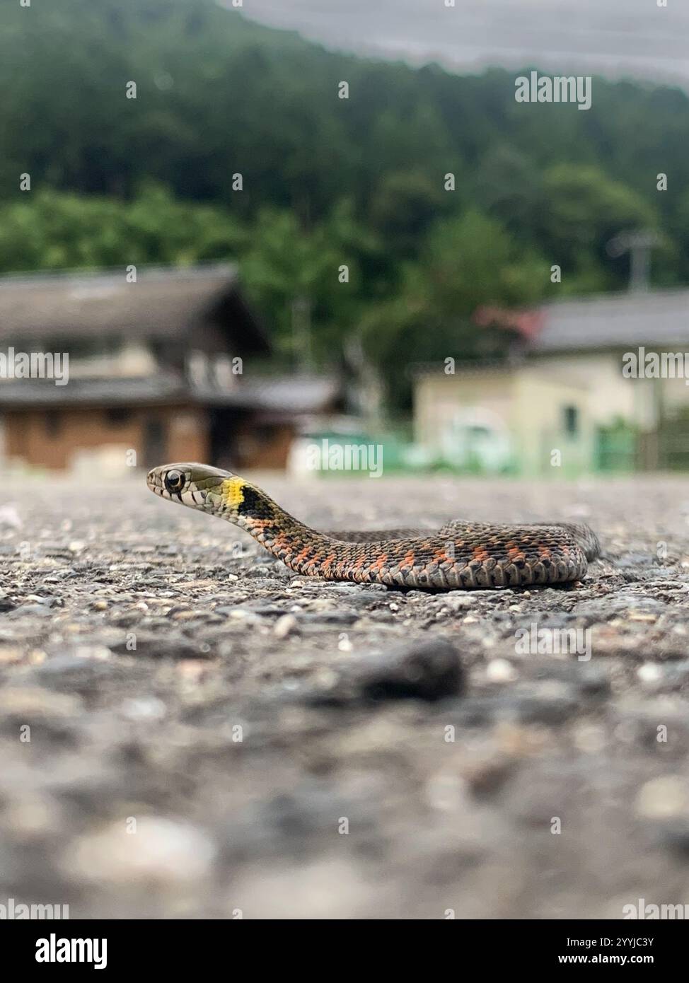 Tiger Keelback (Rhabdophis tigrinus Stock Photo - Alamy