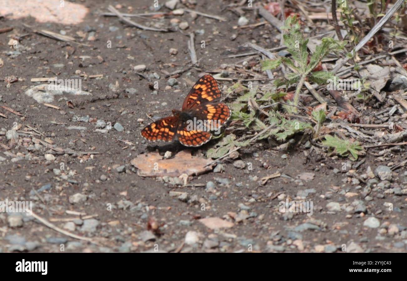 Northern Checkerspot (Chlosyne palla Stock Photo - Alamy