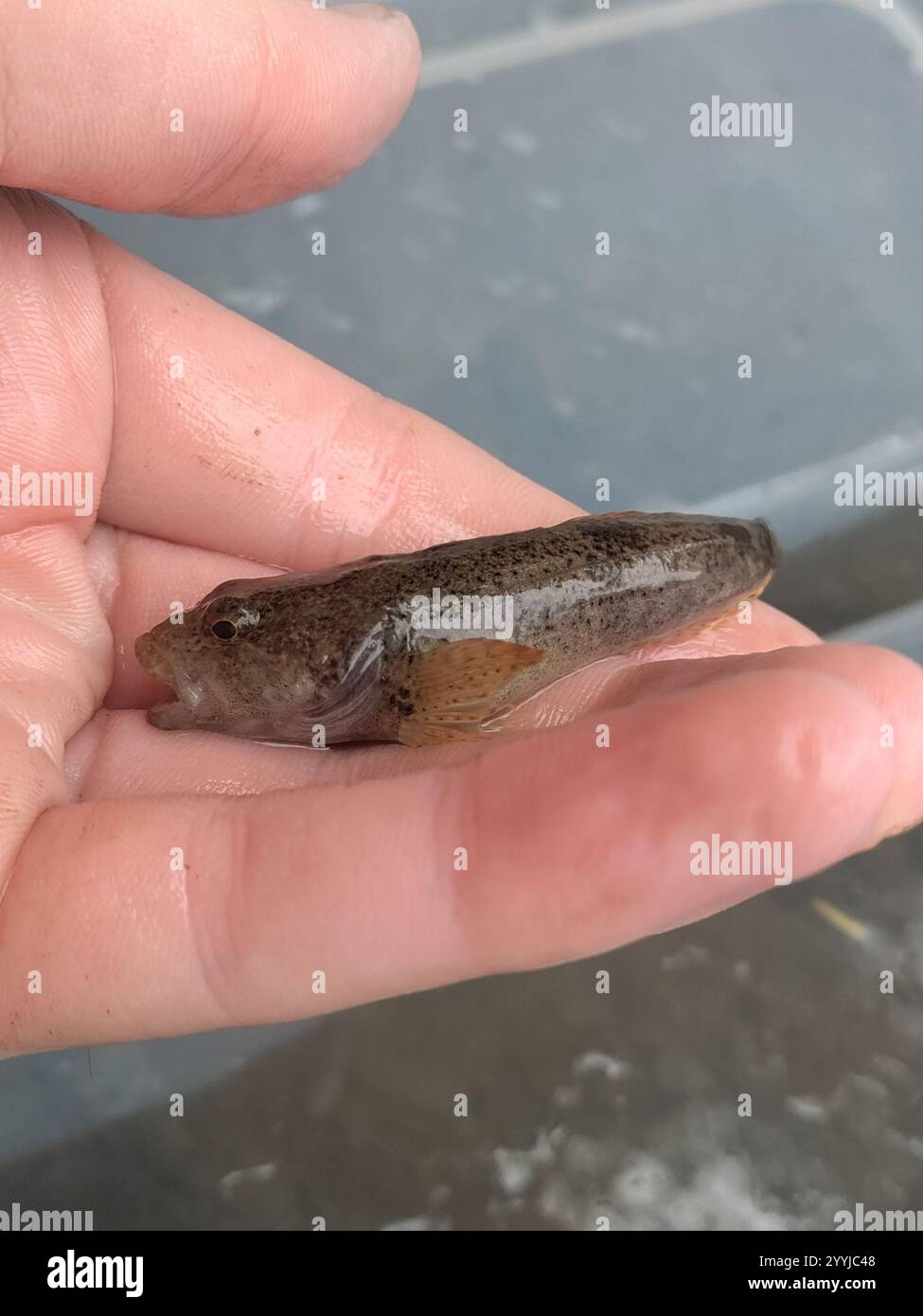 Mottled Sculpin (Cottus bairdii Stock Photo - Alamy