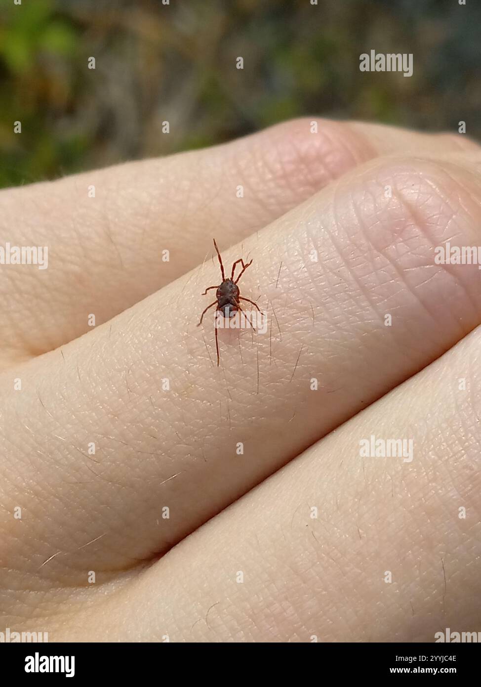 Trombidiform hi-res stock photography and images - Alamy
