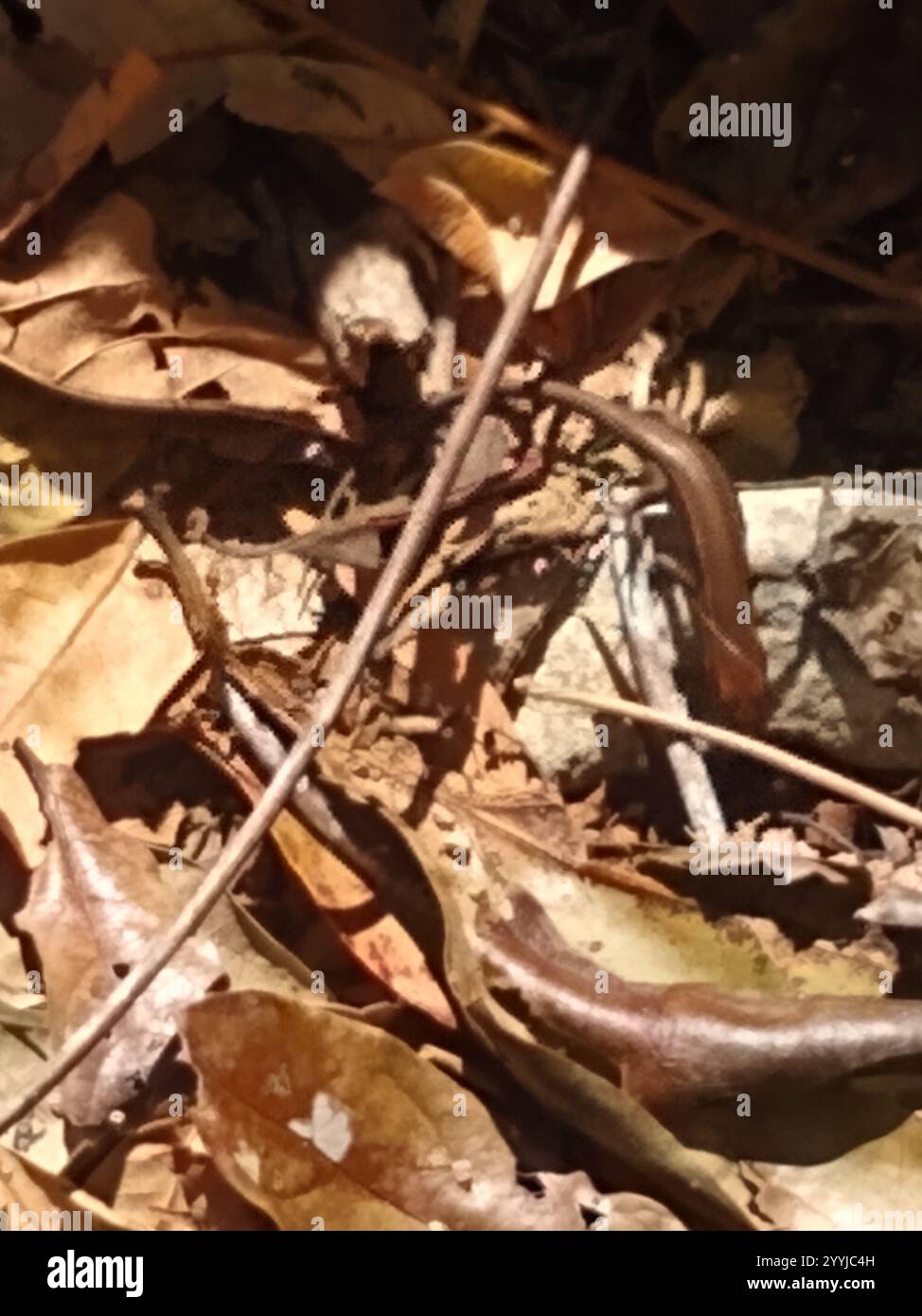 Rainbow Skinks (Carlia Stock Photo - Alamy