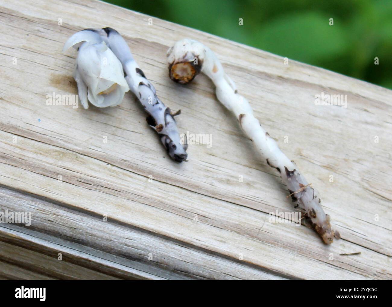 Ghost Pipe (Monotropa uniflora Stock Photo - Alamy