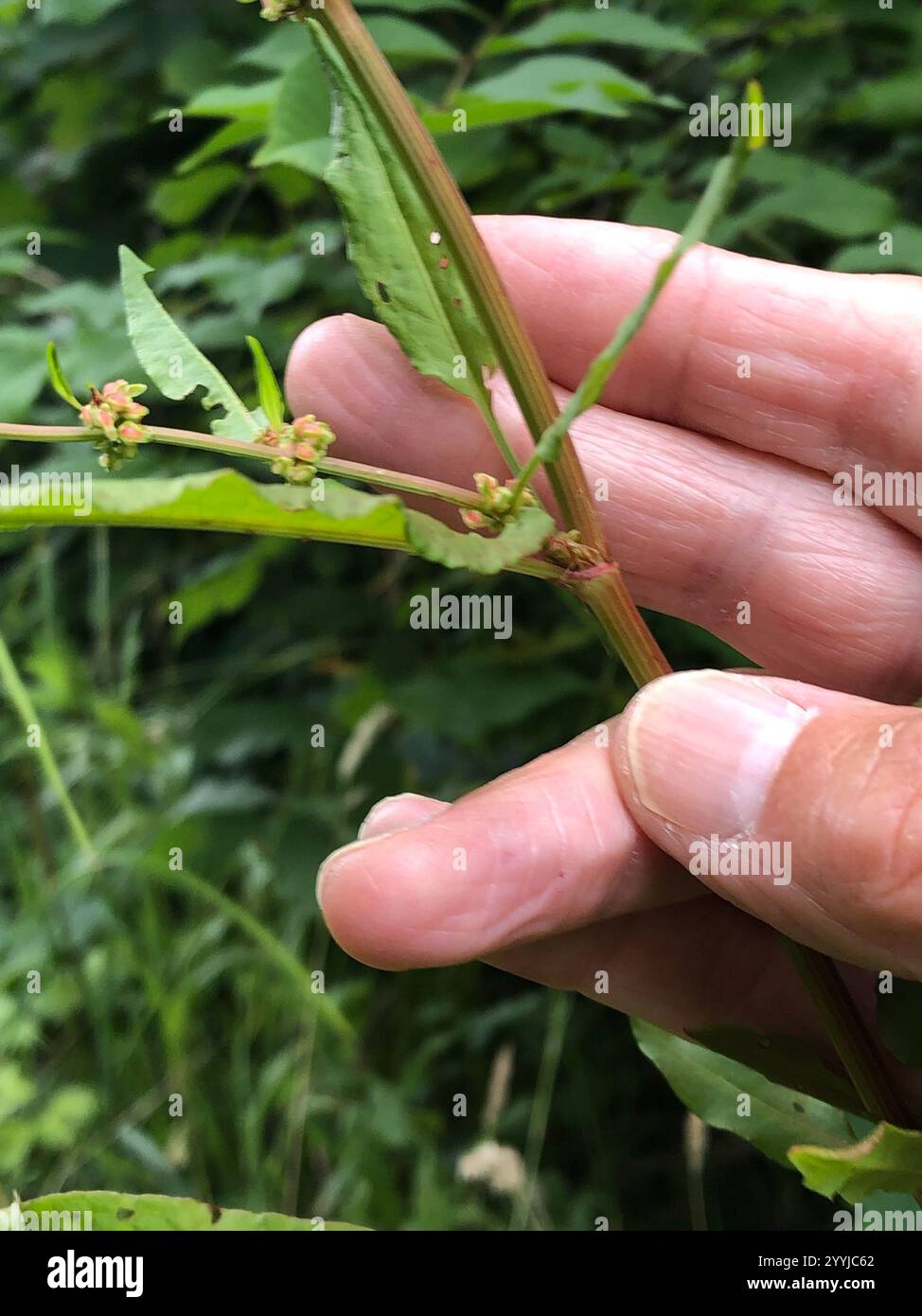 Clustered Dock (Rumex conglomeratus Stock Photo - Alamy