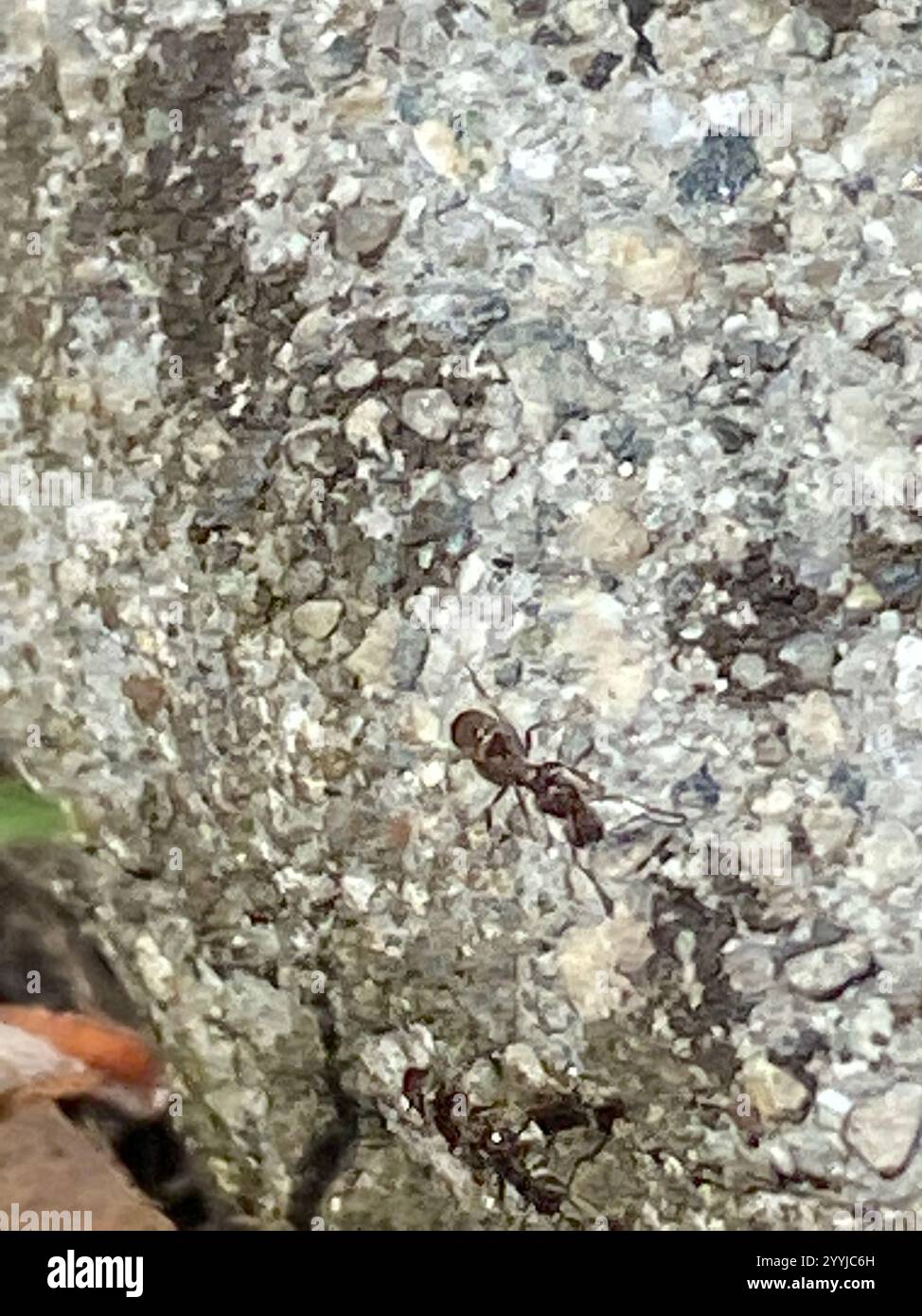 Linepithema argentine ant hi-res stock photography and images - Alamy