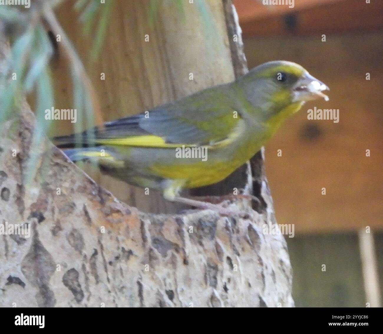 European Greenfinch (Chloris chloris Stock Photo - Alamy