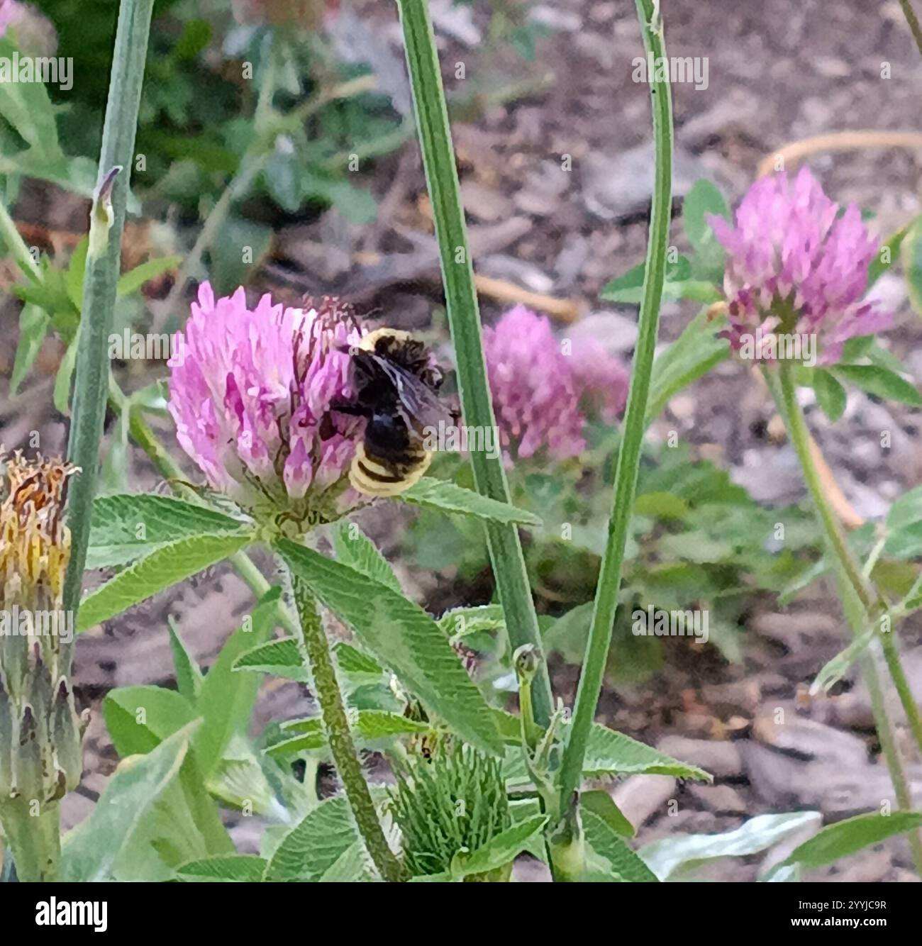 California Bumble Bee (Bombus californicus Stock Photo - Alamy