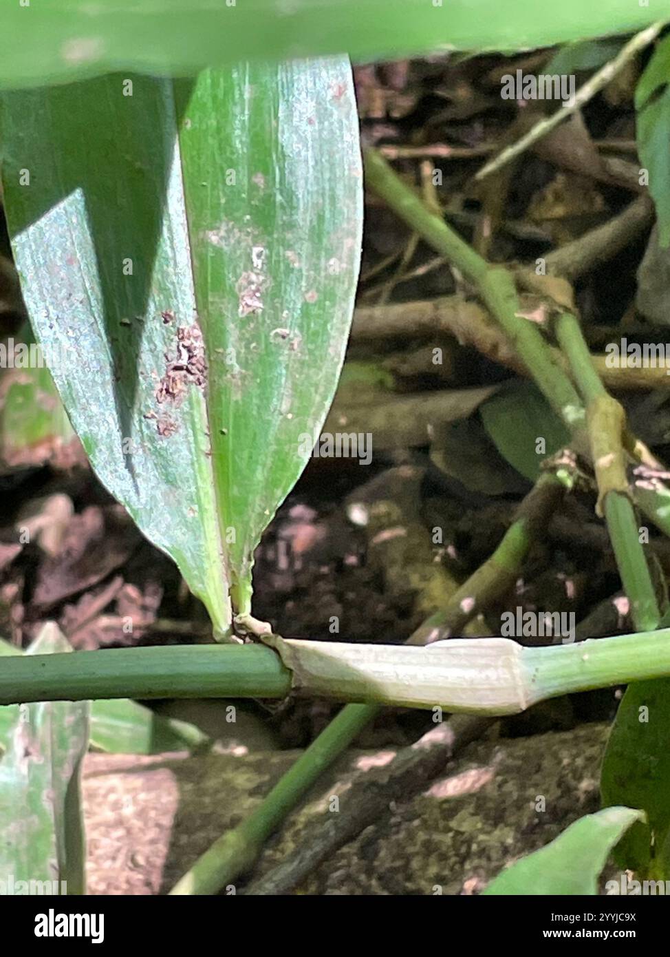 Pollia hi-res stock photography and images - Alamy