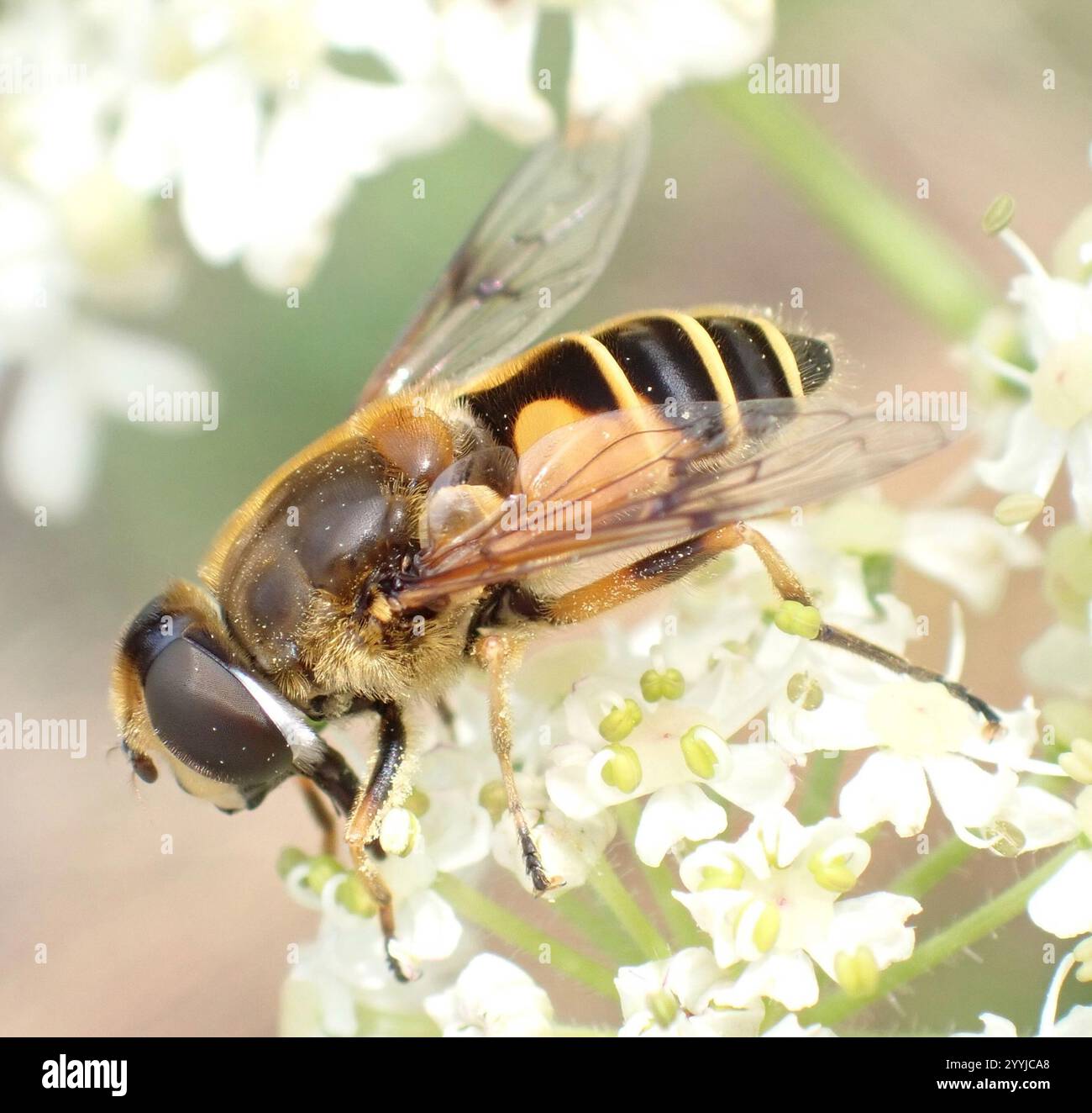 Stripe-winged Drone Fly (Eristalis horticola Stock Photo - Alamy