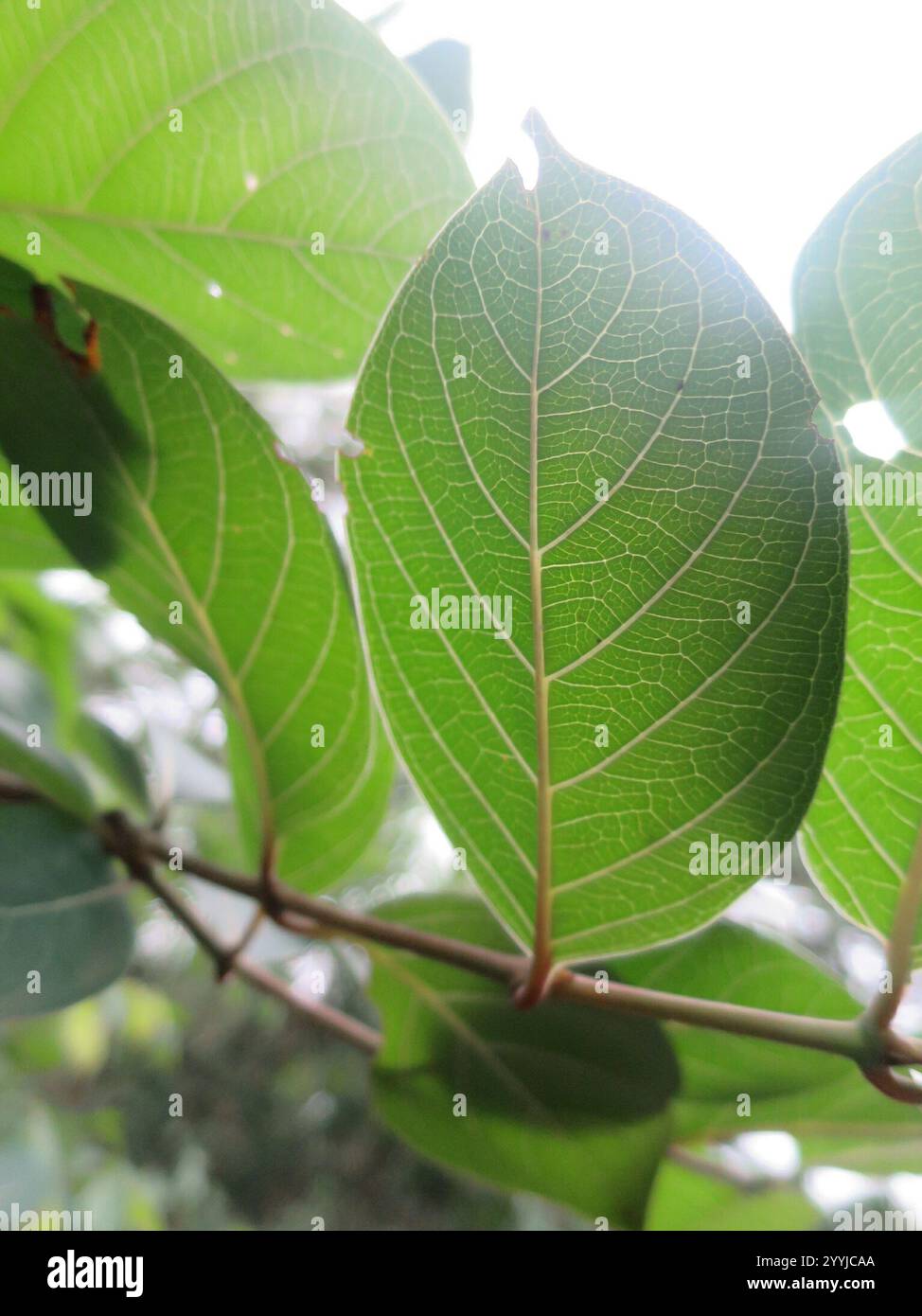 African peach (Nauclea latifolia Stock Photo - Alamy