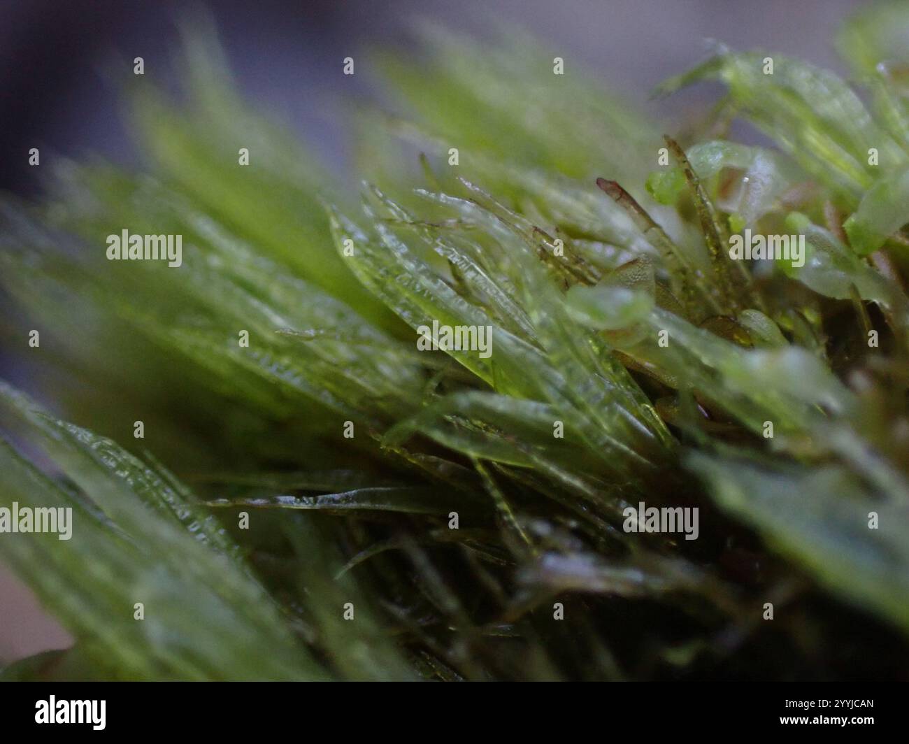 Bog Broom Moss (Dicranum undulatum Stock Photo - Alamy