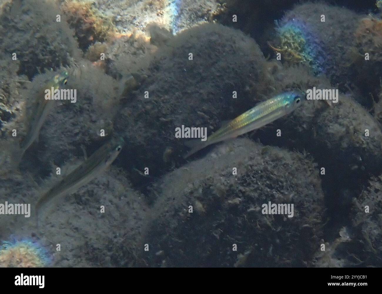 Big-scale Sand Smelt (Atherina boyeri Stock Photo - Alamy