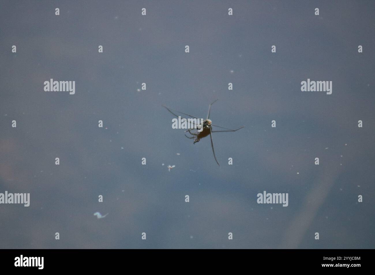 Hesperius hi-res stock photography and images - Alamy