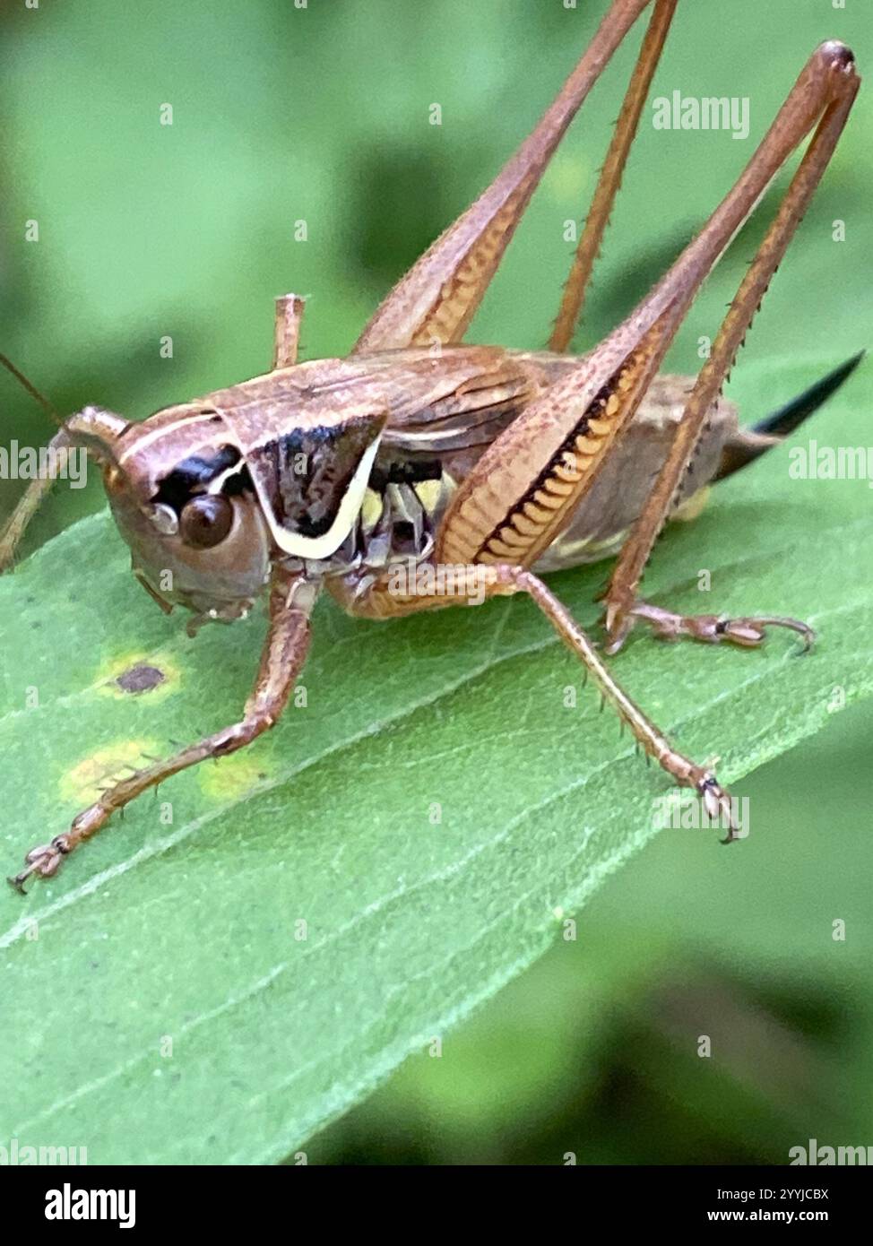 Roesel's Bush-cricket (Roeseliana roeselii Stock Photo - Alamy