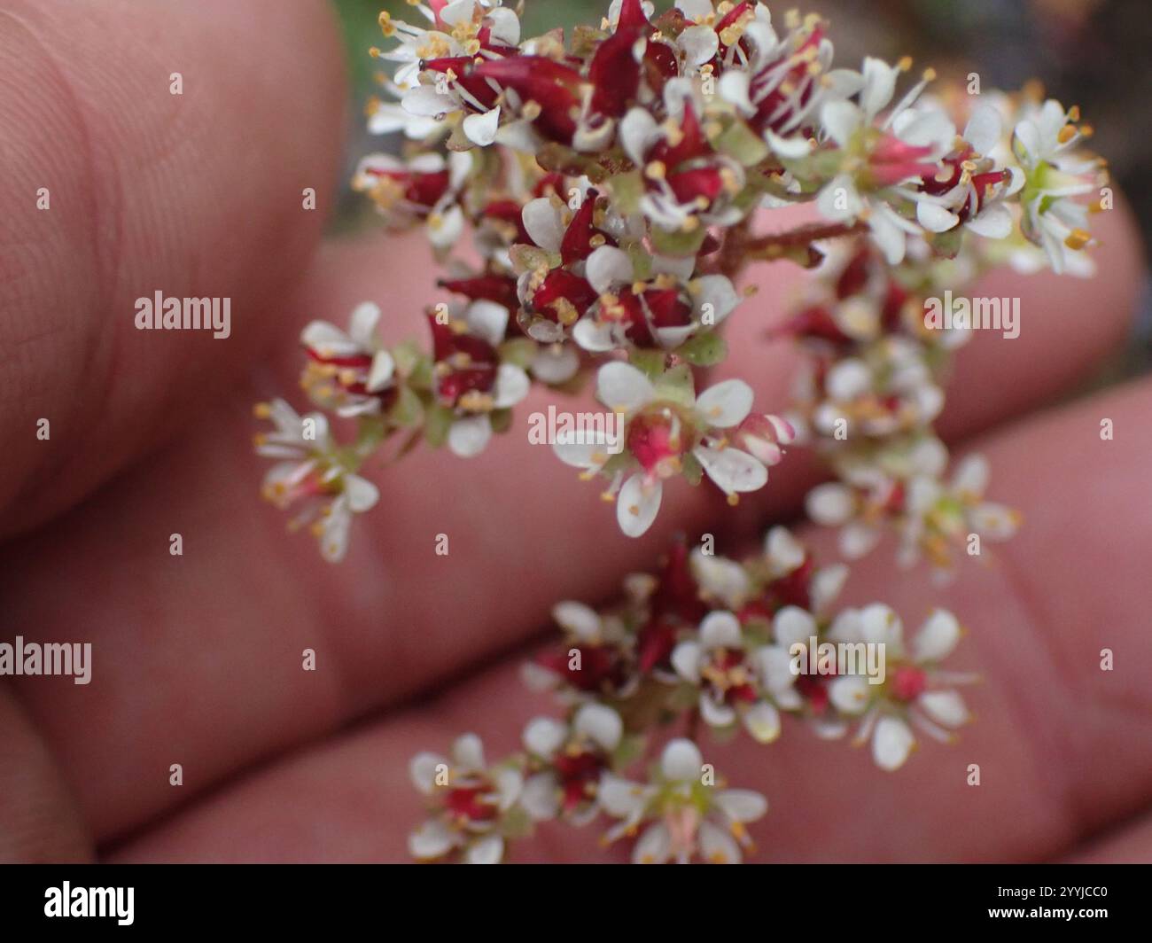 Western Saxifrage (Micranthes occidentalis Stock Photo - Alamy