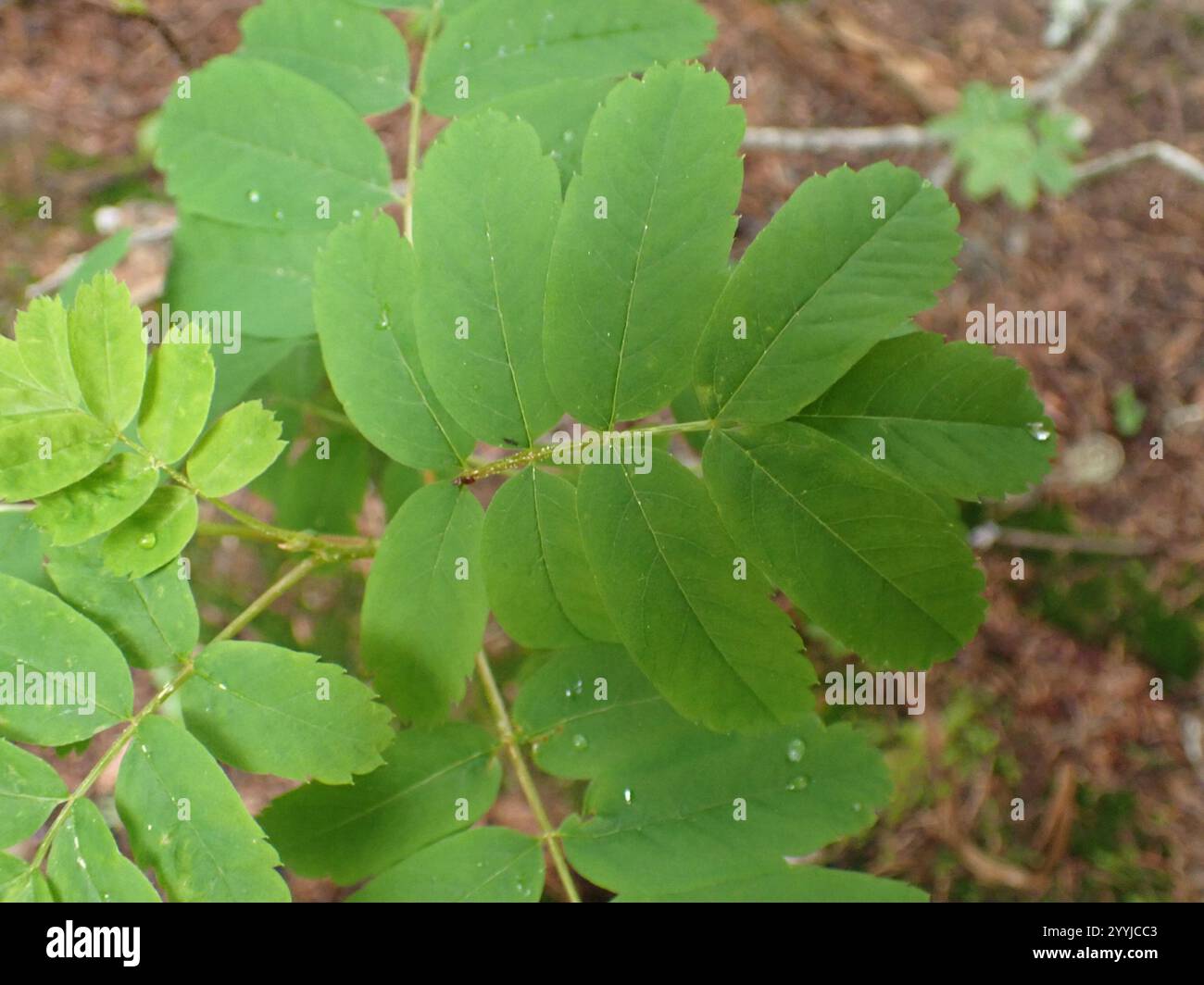 Sitka Mountain-Ash (Sorbus sitchensis Stock Photo - Alamy