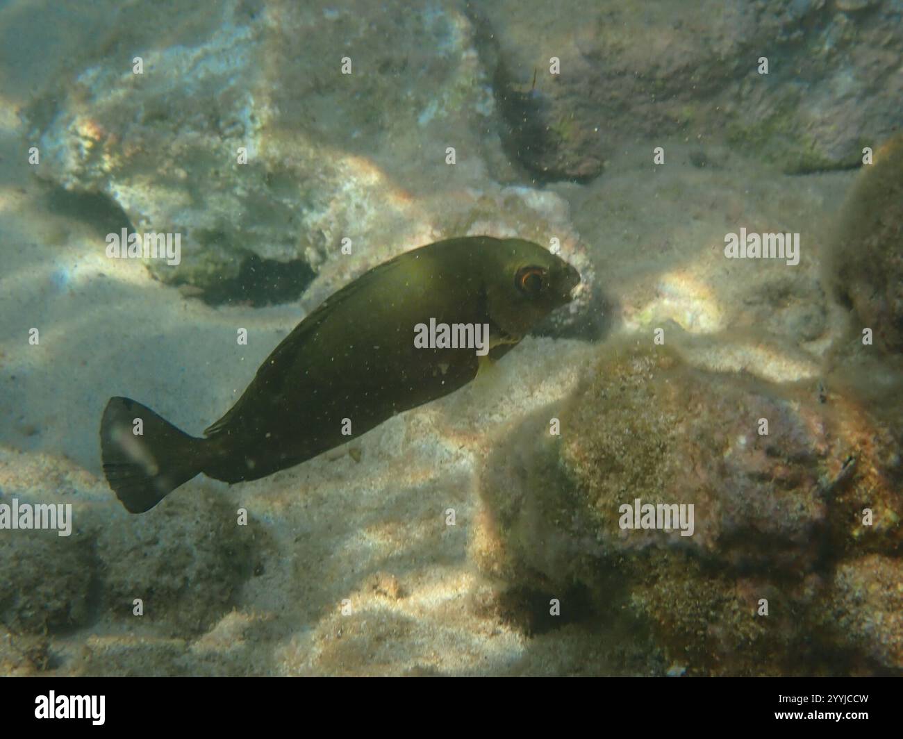 Dusky Spinefoot (Siganus luridus Stock Photo - Alamy
